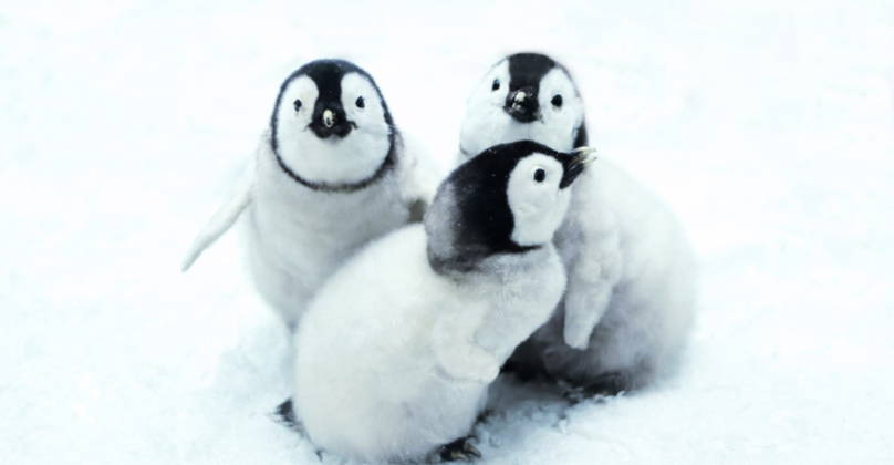12 Wild Animals That Are Surprisingly Friendly | animalplanethq.com