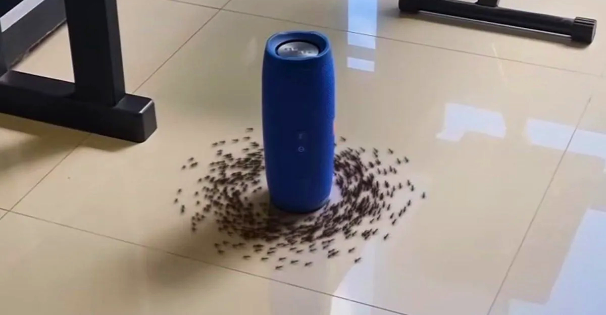 The Bizarre ‘Ant Death Spiral’ – A Mind-Blowing Insect Mystery ...
