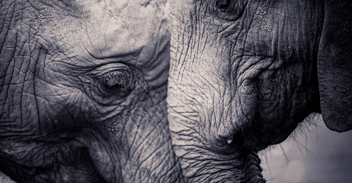 Do Elephant Graveyards Really Exist? Scientists Weigh In ...