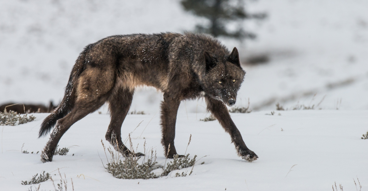 The 9 Most Fascinating Creatures of the American Southwest ...
