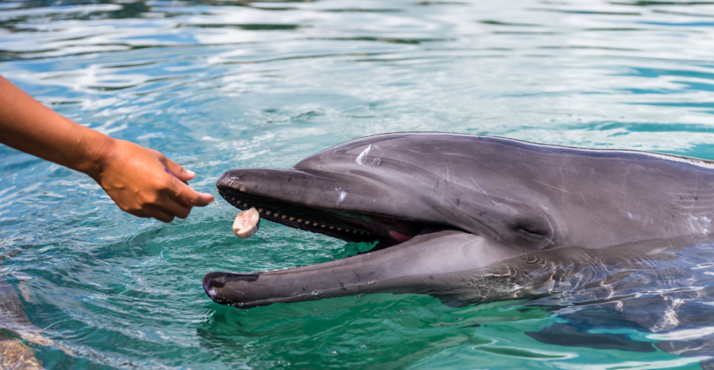 12 Wild Animals That Are Surprisingly Friendly | animalplanethq.com