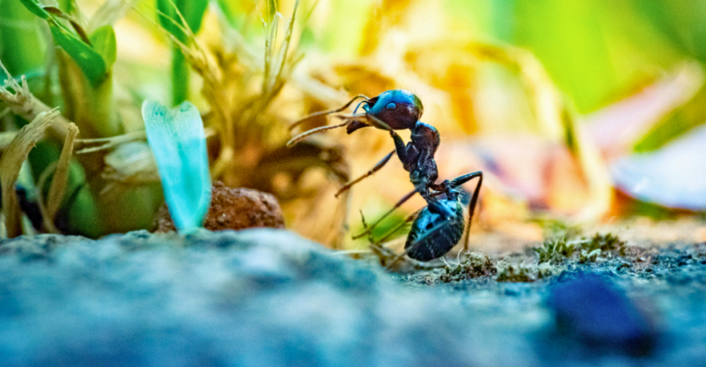 The Bizarre ‘Ant Death Spiral’ – A Mind-Blowing Insect Mystery ...