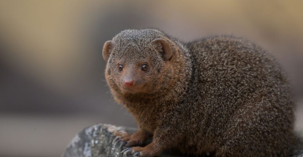 10 Small but Powerful Mammals That Prove Size Doesn’t Matter ...