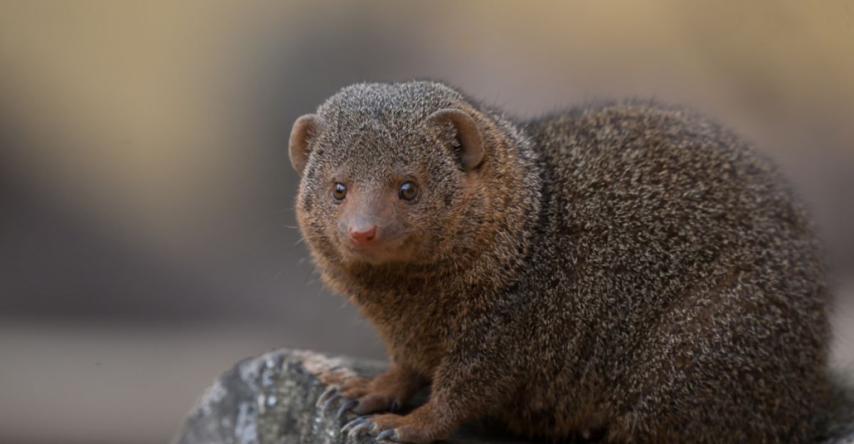 10 Small but Powerful Mammals That Prove Size Doesn’t Matter ...