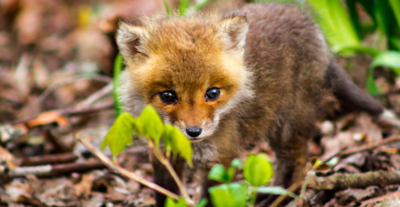 12 Wild Animals That Are Surprisingly Friendly | animalplanethq.com