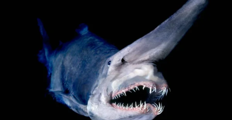 14 Goofy Looking Animals That Are as Bizarre as They Are Real ...
