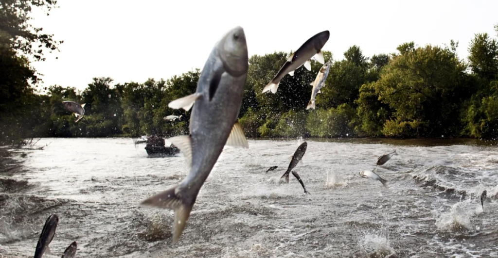 Invasive Asian Carp Is Disrupting US Waters in a Big Way ...