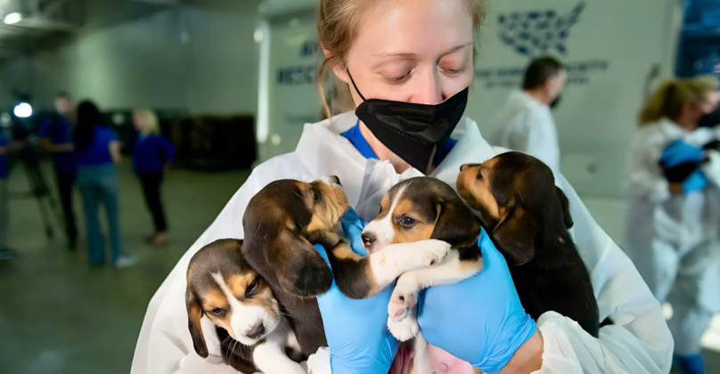 4,000 Beagles Rescued From Lab Testing by the Human World for Animals ...