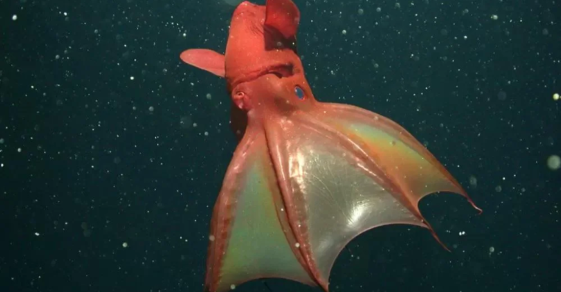 14 Goofy Looking Animals That Are as Bizarre as They Are Real ...