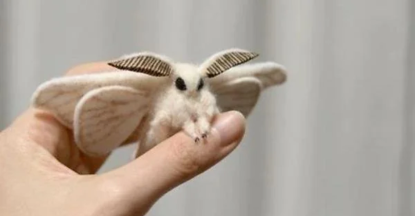 14 Goofy Looking Animals That Are as Bizarre as They Are Real ...