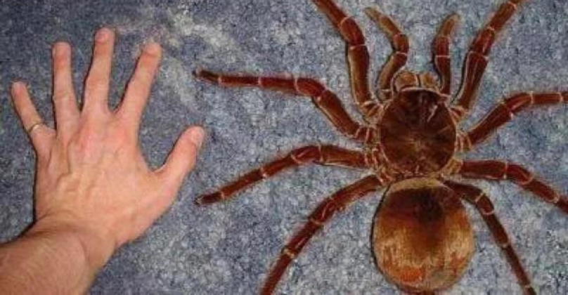 The 12 Scariest Insects in the World and Where They Thrive ...