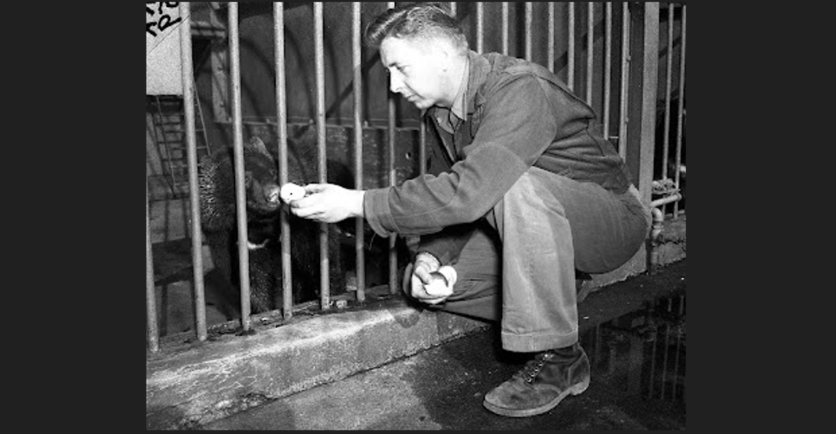 10 Famous Bears That Made Their Mark on History | animalplanethq.com