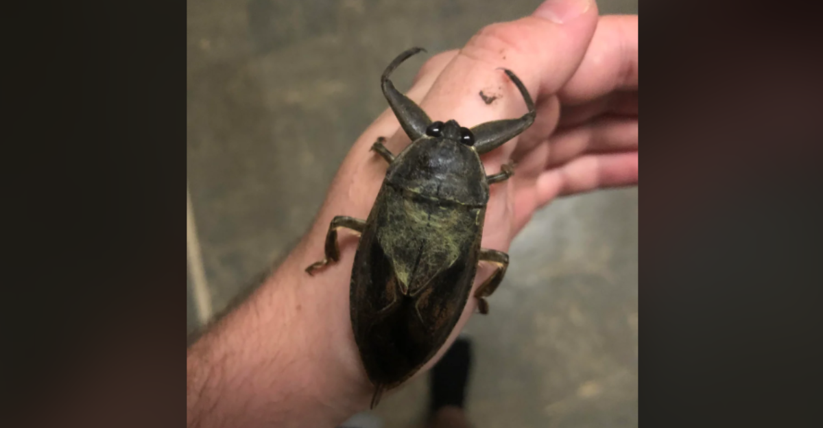 The 12 Scariest Insects in the World and Where They Thrive ...