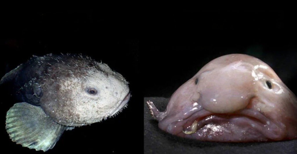 14 Goofy Looking Animals That Are as Bizarre as They Are Real ...