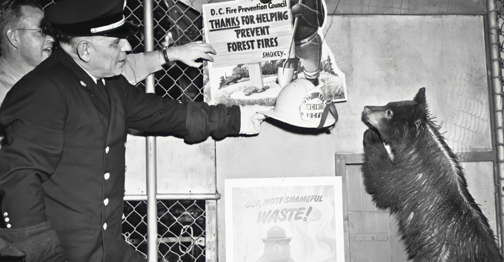 10 Famous Bears That Made Their Mark on History | animalplanethq.com