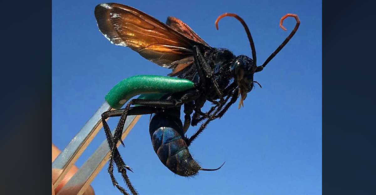 The 12 Scariest Insects in the World and Where They Thrive ...