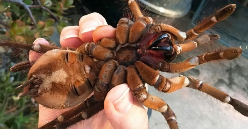 The 12 Scariest Insects in the World and Where They Thrive ...