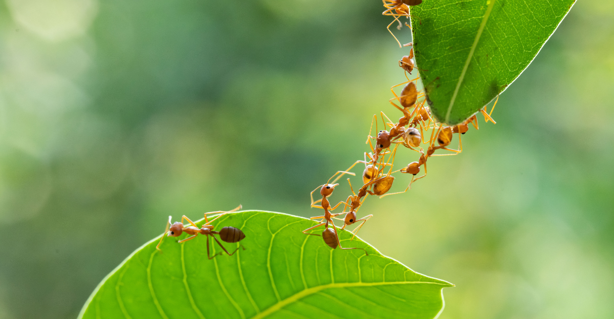 The Bizarre ‘Ant Death Spiral’ – A Mind-Blowing Insect Mystery ...