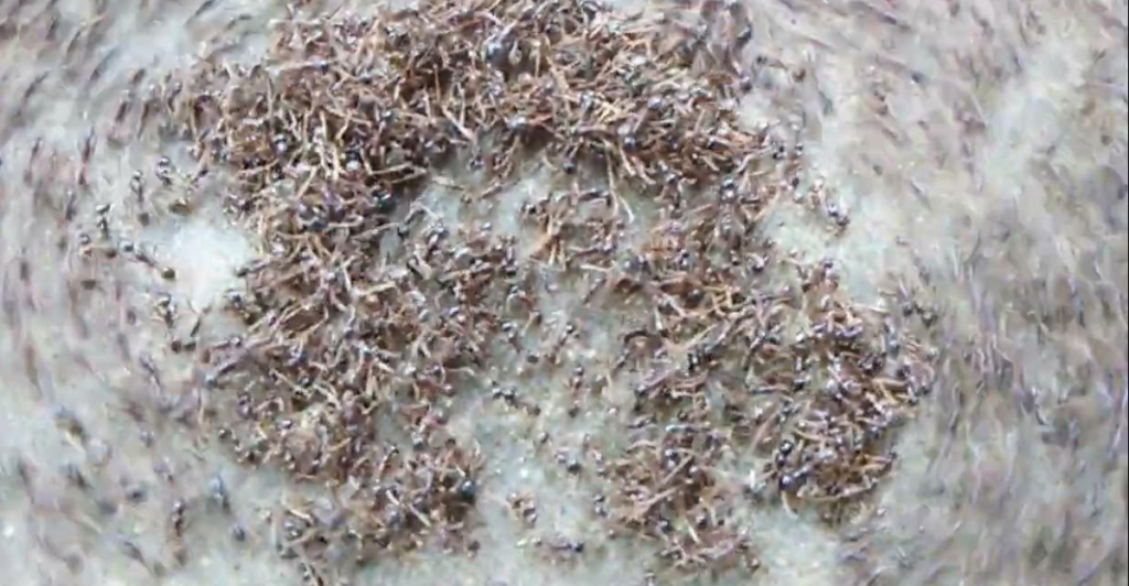 The Bizarre ‘Ant Death Spiral’ – A Mind-Blowing Insect Mystery ...