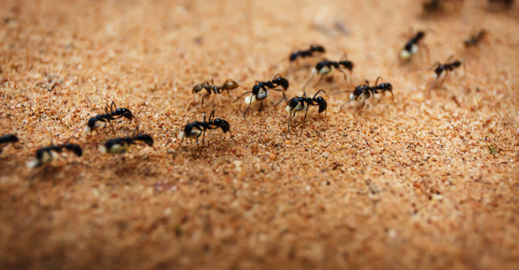 The Bizarre ‘Ant Death Spiral’ – A Mind-Blowing Insect Mystery ...