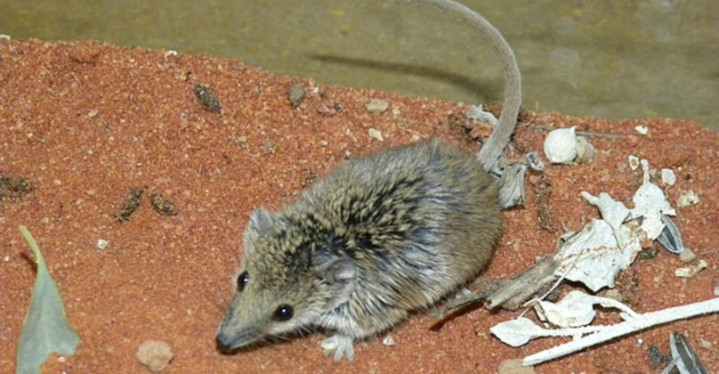 10 Small but Powerful Mammals That Prove Size Doesn’t Matter ...