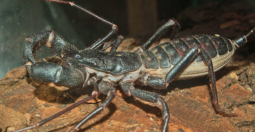 14 Goofy Looking Animals That Are as Bizarre as They Are Real ...
