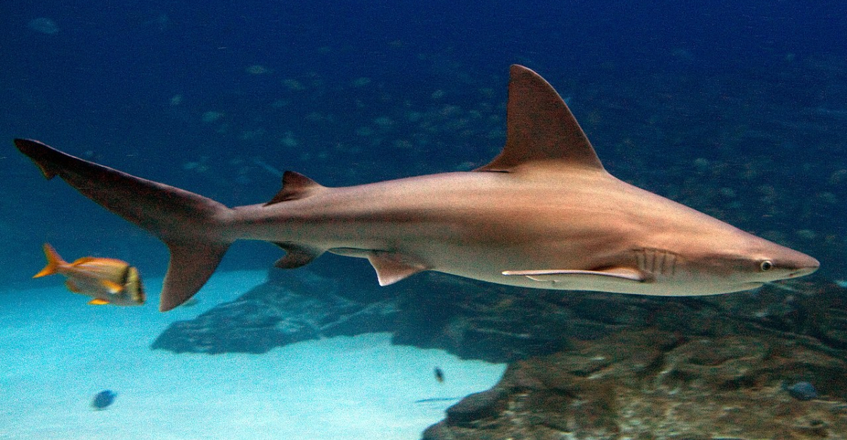 Top 8 Most Aggressive Sharks on Earth and Where They Swim ...