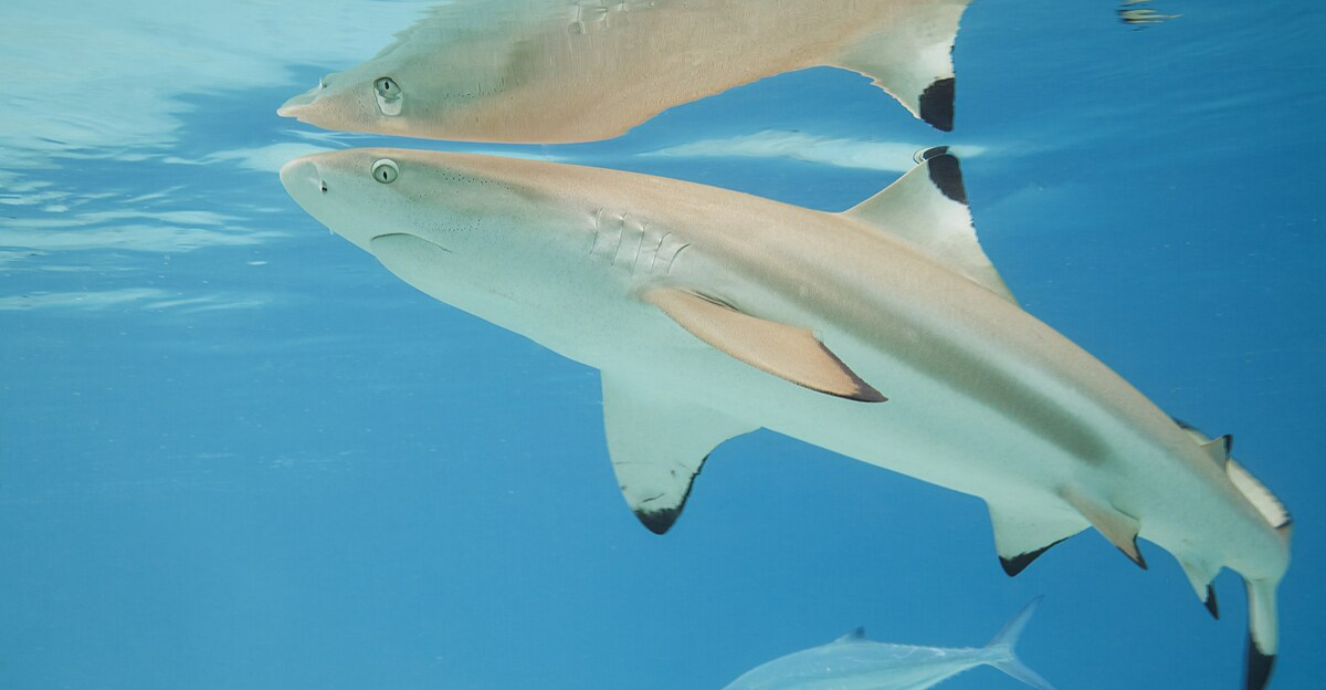 Top 8 Most Aggressive Sharks on Earth and Where They Swim ...