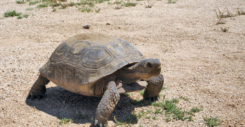 The 9 Most Fascinating Creatures of the American Southwest ...