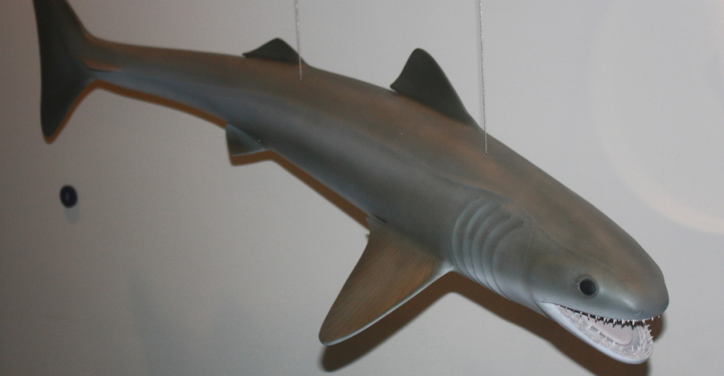 10 Now Extinct Sharks That Ruled the Oceans Before Vanishing ...