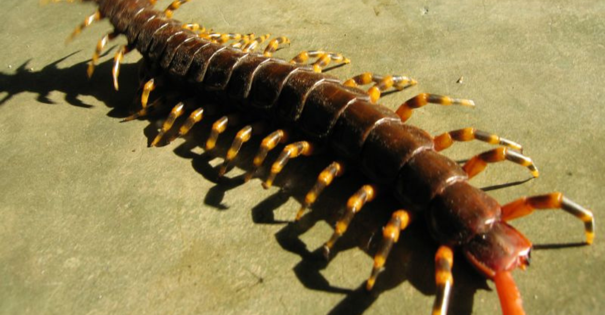 The 12 Scariest Insects in the World and Where They Thrive ...