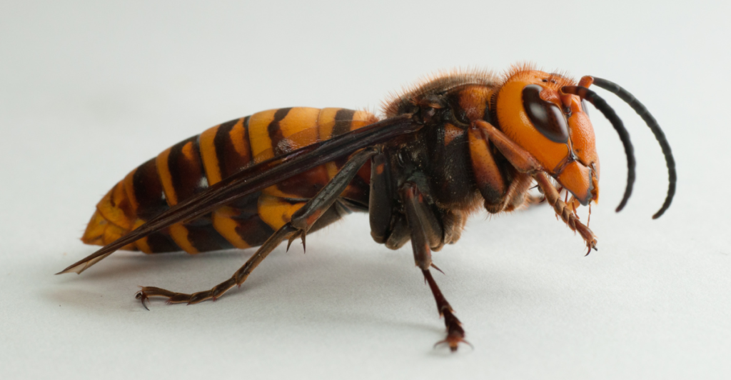 The 12 Scariest Insects in the World and Where They Thrive ...