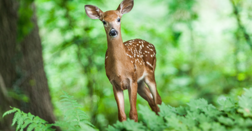 12 Wild Animals That Are Surprisingly Friendly | animalplanethq.com