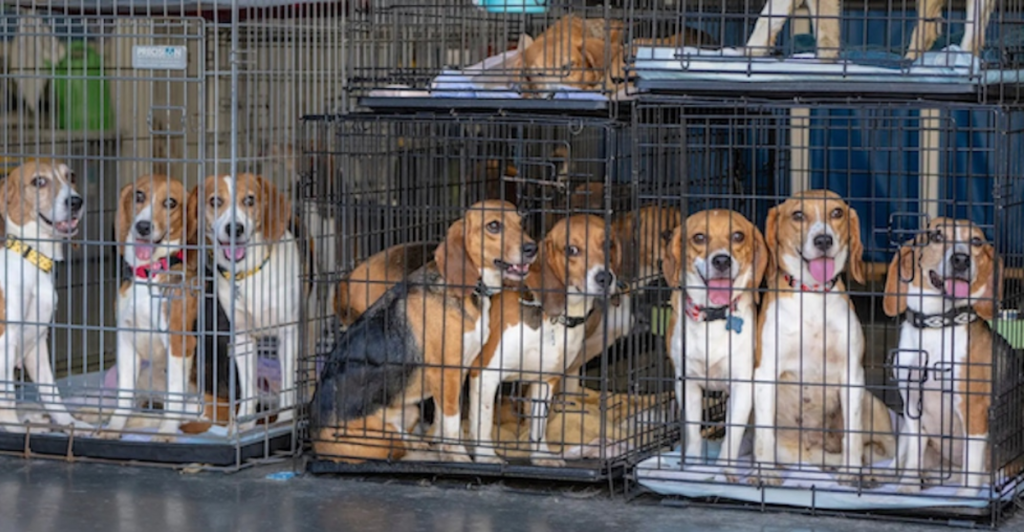 4,000 Beagles Rescued From Lab Testing by the Human World for Animals ...