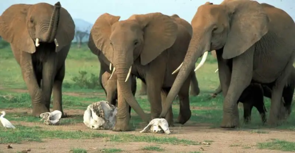 Do Elephant Graveyards Really Exist? Scientists Weigh In ...
