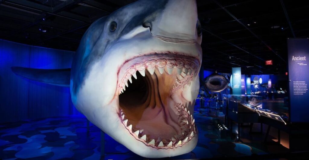 10 Now Extinct Sharks That Ruled the Oceans Before Vanishing ...