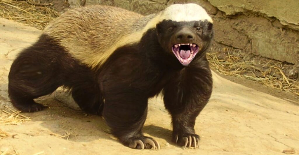 10 Small but Powerful Mammals That Prove Size Doesn’t Matter ...