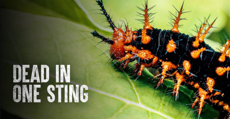 The 12 Scariest Insects in the World and Where They Thrive | animalplanethq.com