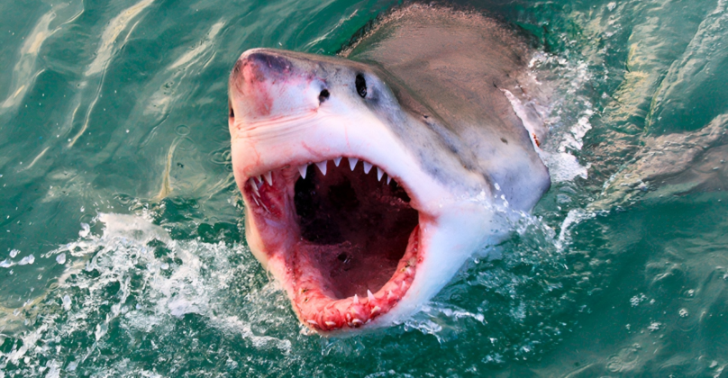 Top 8 Most Aggressive Sharks on Earth and Where They Swim ...