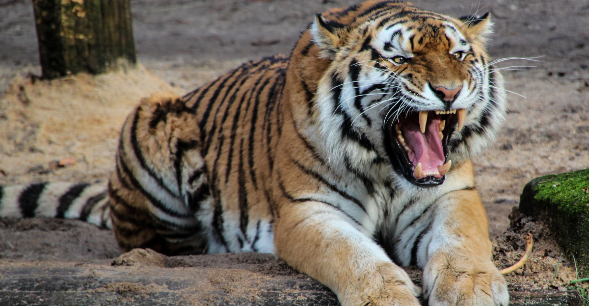 8 Most Fearless Animals That Rule the Animal Kingdom | animalplanethq.com