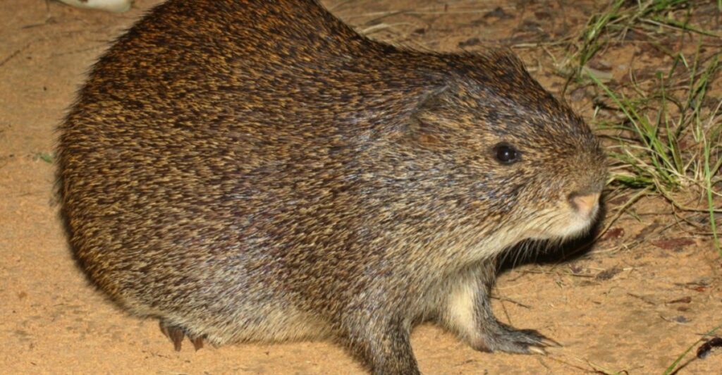 10 Small but Powerful Mammals That Prove Size Doesn’t Matter ...