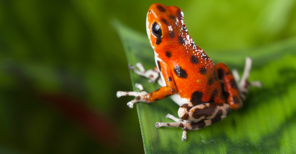 10 Small but Powerful Mammals That Prove Size Doesn’t Matter ...