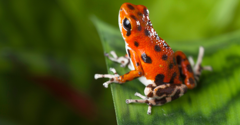 10 Small but Powerful Mammals That Prove Size Doesn’t Matter ...