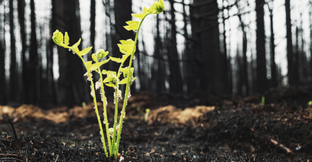How Ecosystems Recover After a Wildfire and How Long It Takes ...