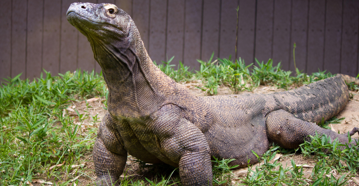 8 Most Fearless Animals That Rule the Animal Kingdom | animalplanethq.com