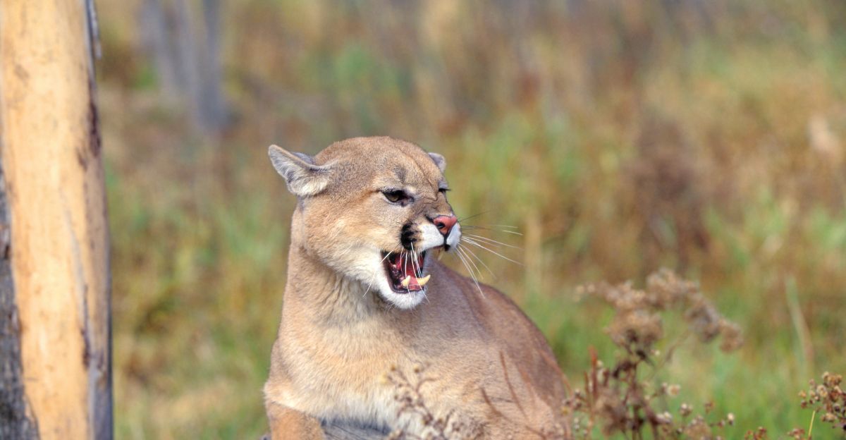 Michigan ‘Ghost’ Species Photographed For First Time In Over 100 Years ...