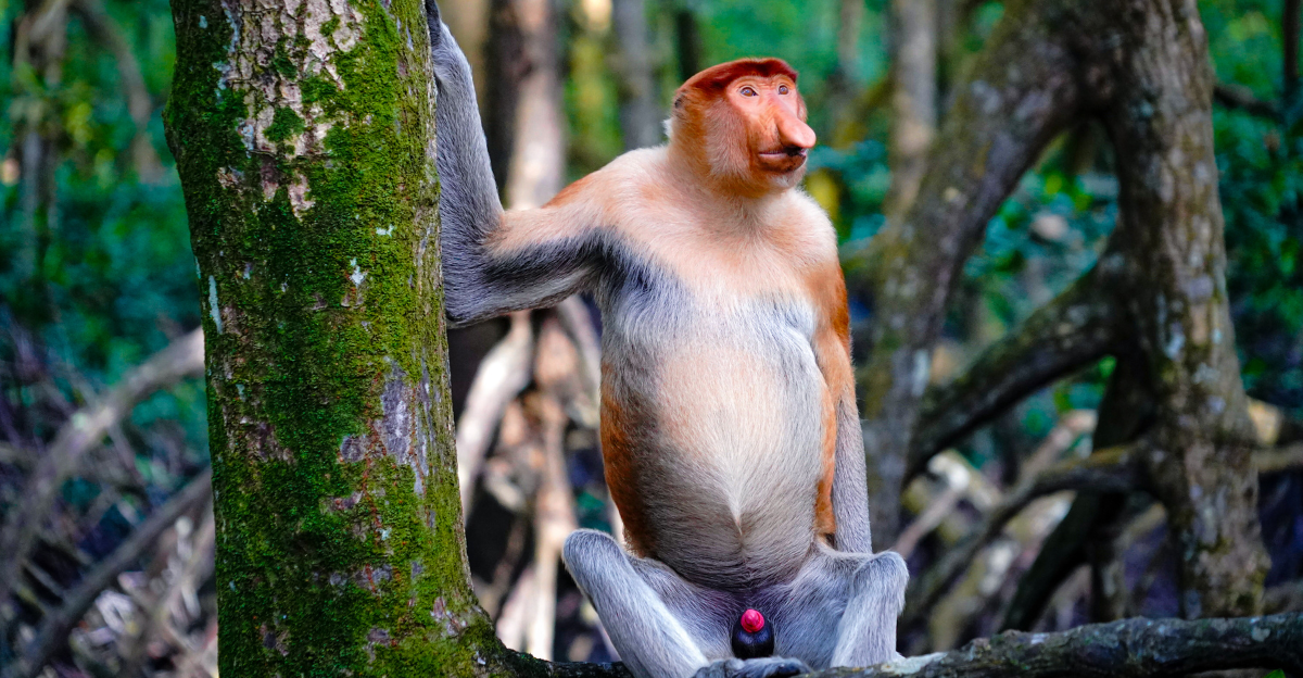 The 9 Largest Primates in the World by Weight | animalplanethq.com