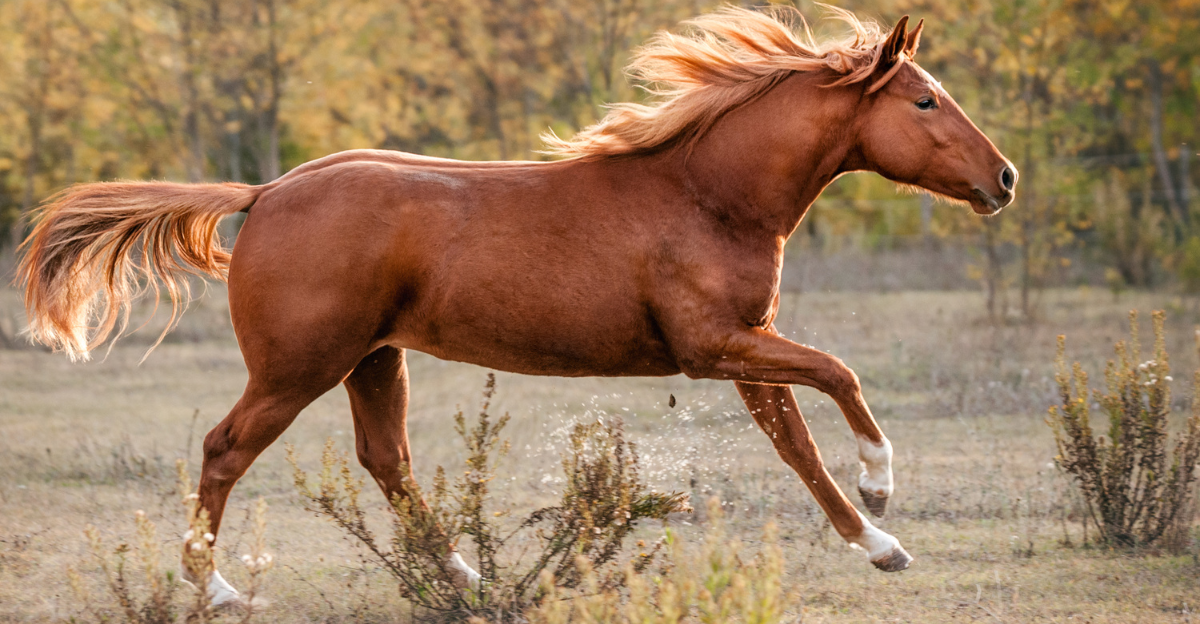 The 9 Fastest Horse Breeds in the World | animalplanethq.com