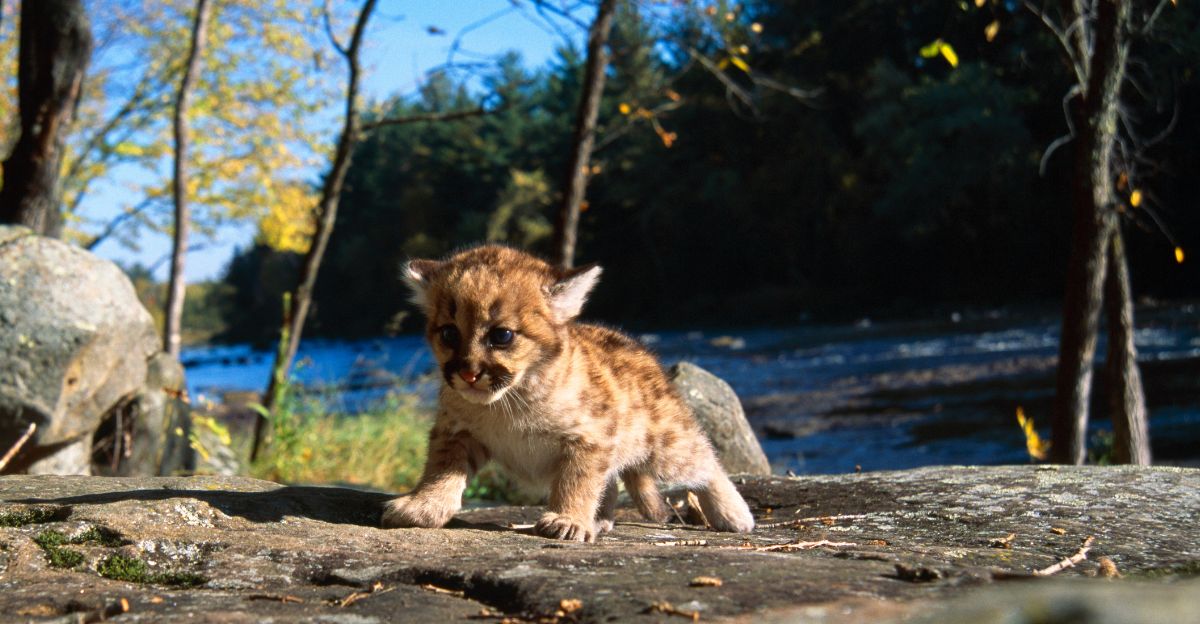 Michigan ‘Ghost’ Species Photographed For First Time In Over 100 Years ...