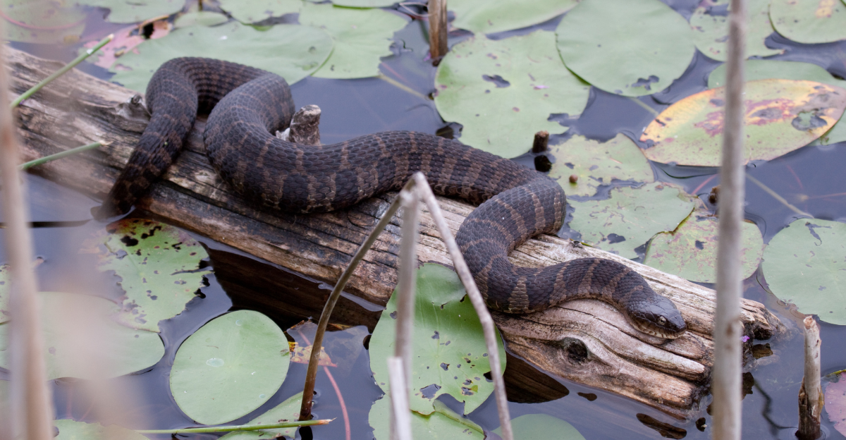 The 9 Most Dangerous Water Snakes Found in America | animalplanethq.com